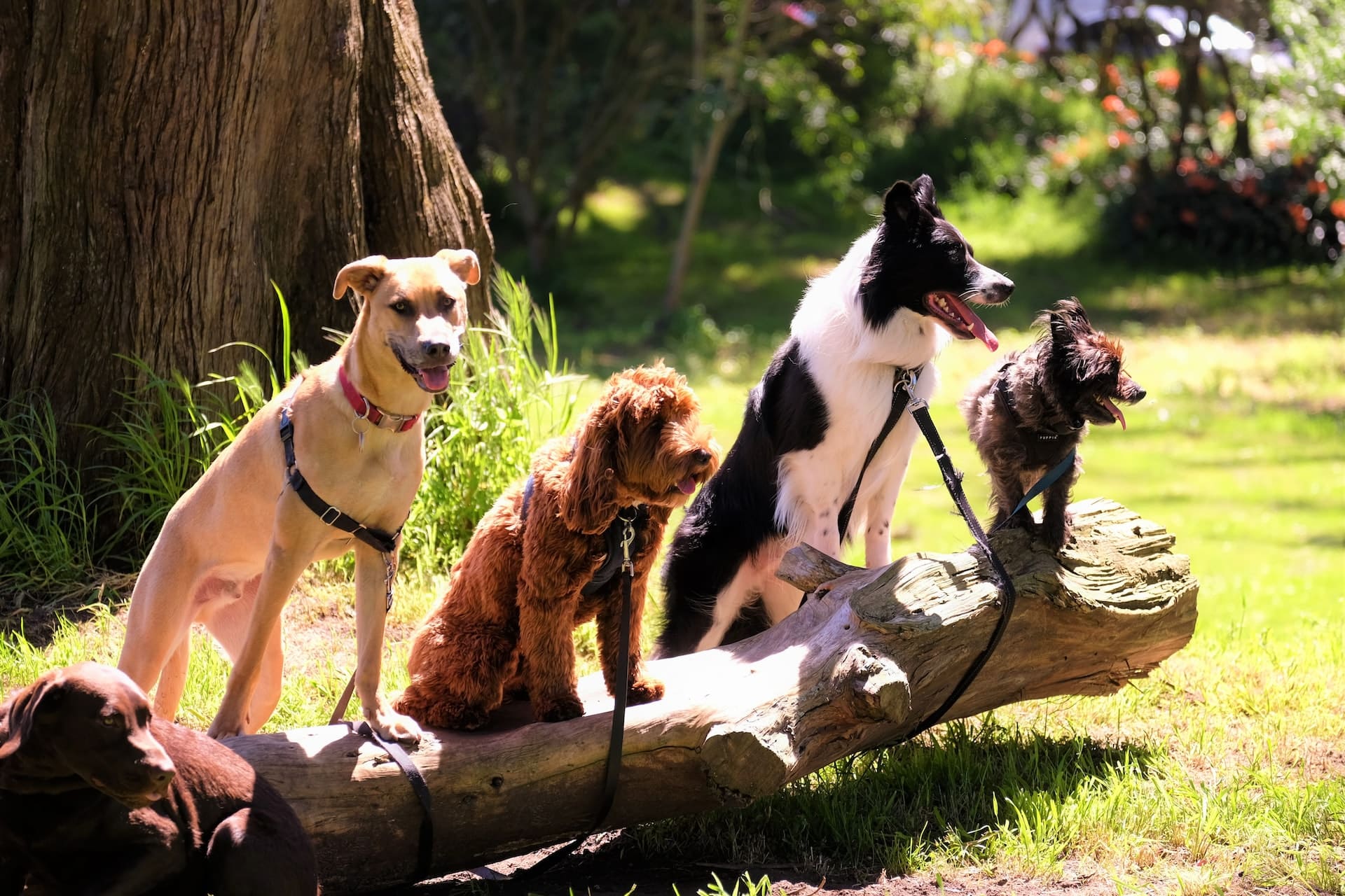 Get to Know More Amazing And Rare Facts About Your Pup! – The Hunting Dog